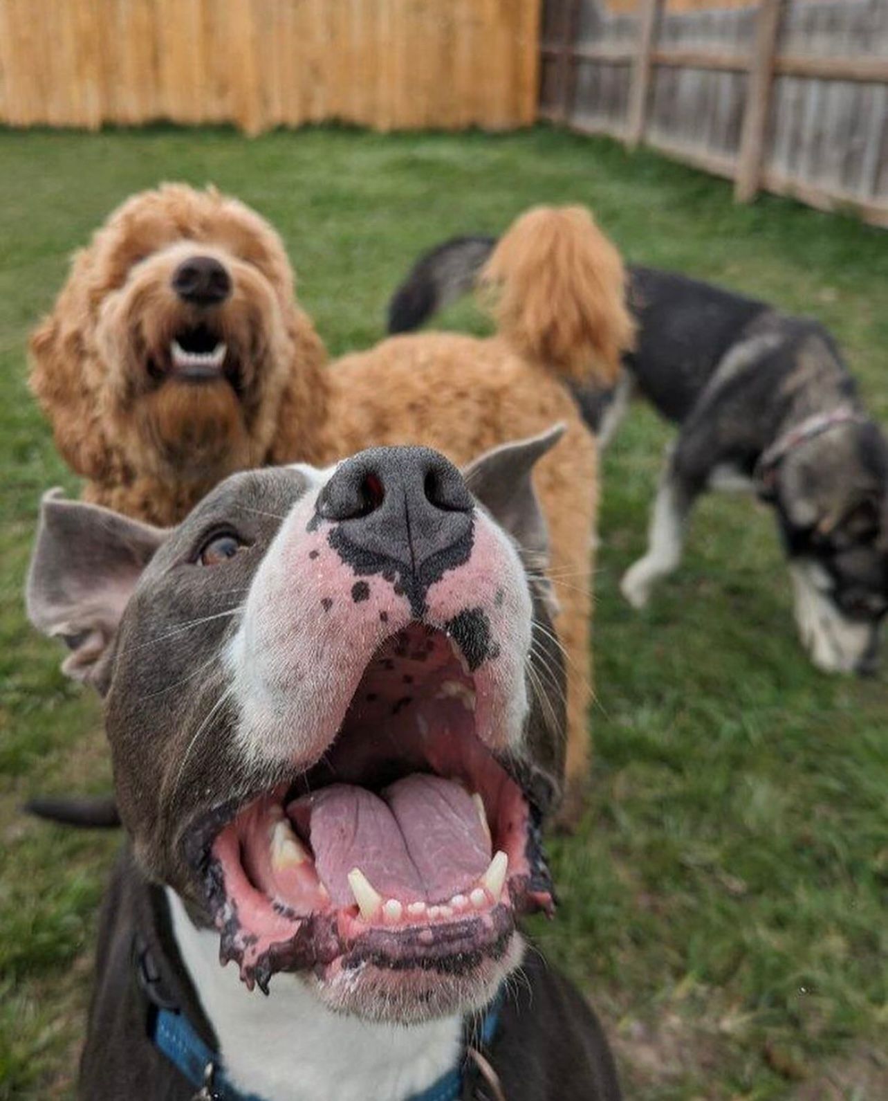 Pawsitively Perfect - Professional Dog Grooming and Boarding