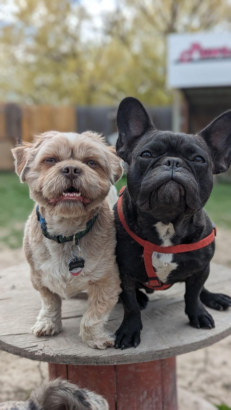 Pawsitively Perfect - Professional Dog Grooming and Boarding