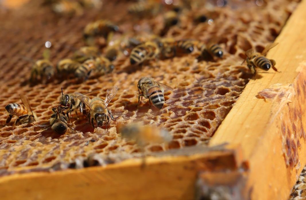 BZ Bees