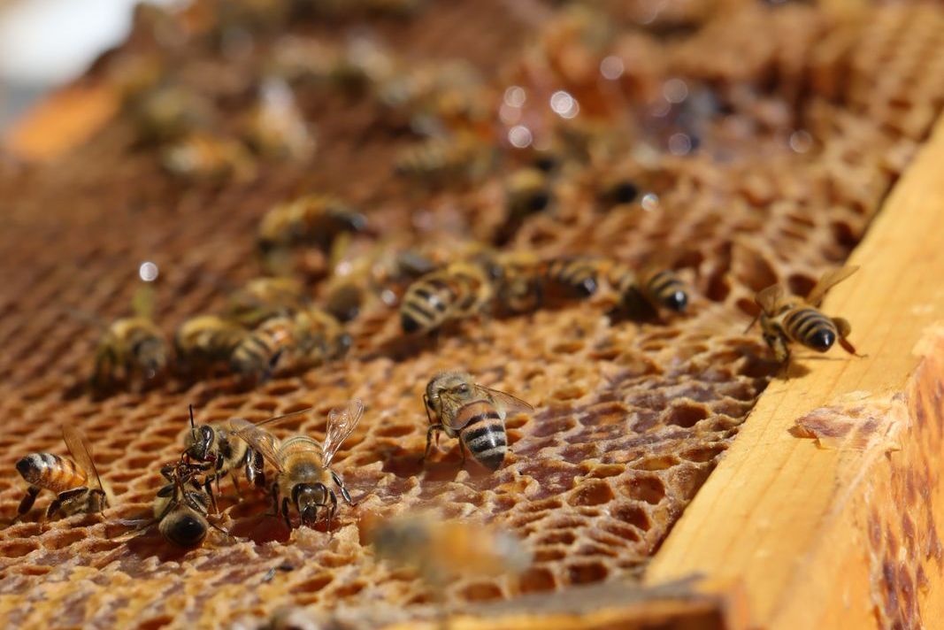 Learn About Our Bees - BZ Bees