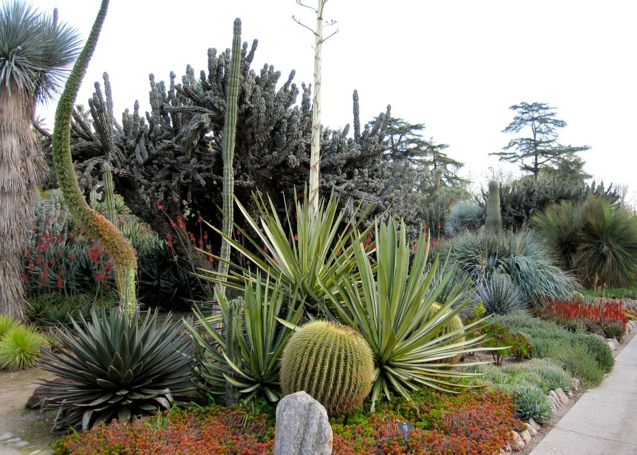 Windmill Palm Trees | Cold Tolerant Palms | Cold Hardy Yuccas, Agaves ...