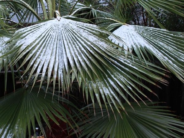 Windmill Palm Trees | Cold Tolerant Palms | Cold Hardy Yuccas, Agaves ...