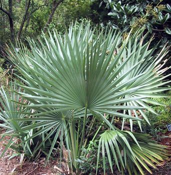 Windmill Palm Trees | Cold Tolerant Palms | Cold Hardy Yuccas, Agaves ...