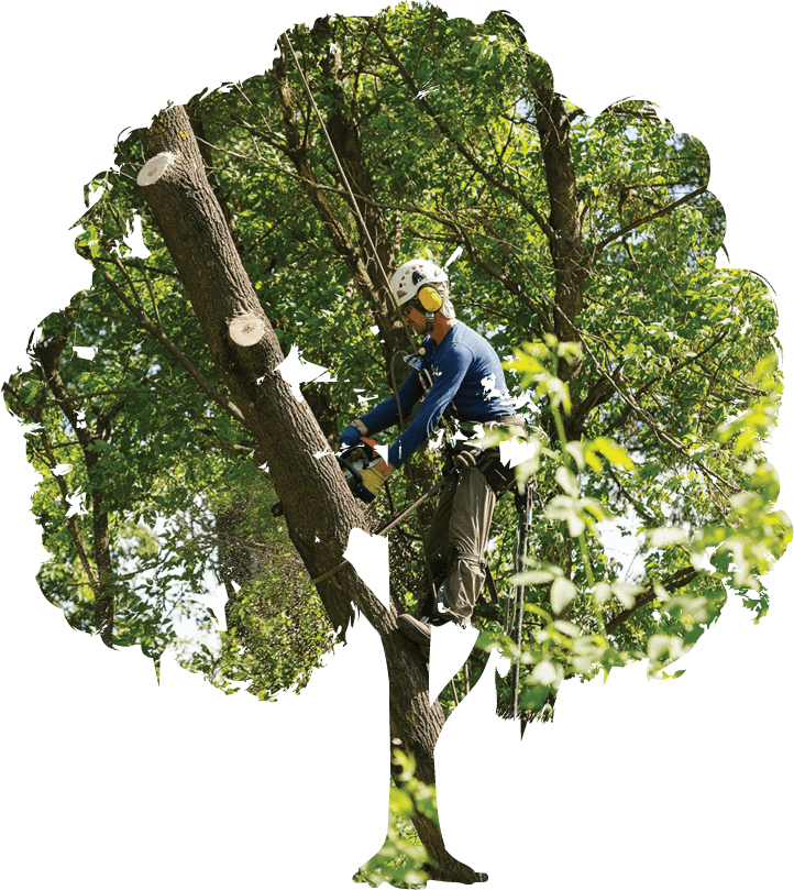 Tree Care | Tacoma, WA | The Guys at All Tree Services