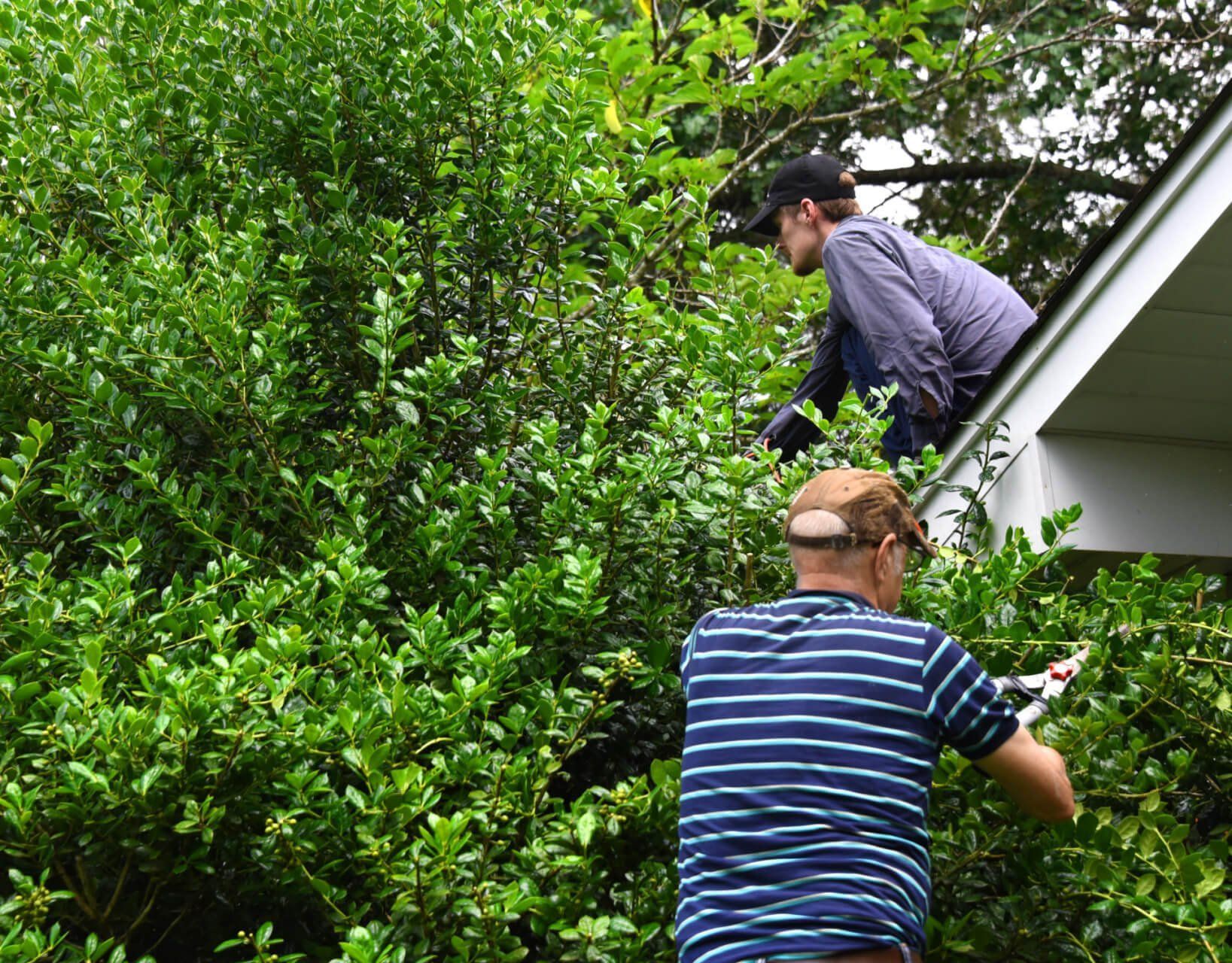 Revitalize Your Landscape: How Brush Removal Can Transform Your Property