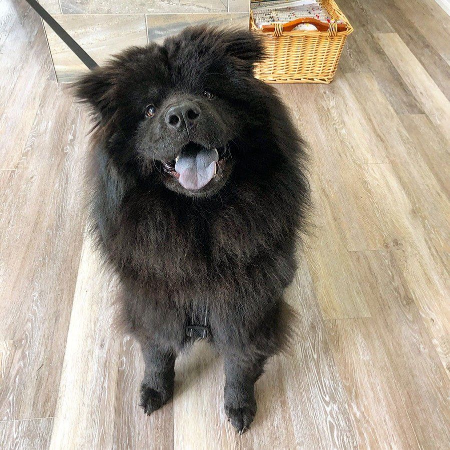 About Us | Mac Animal Clinic