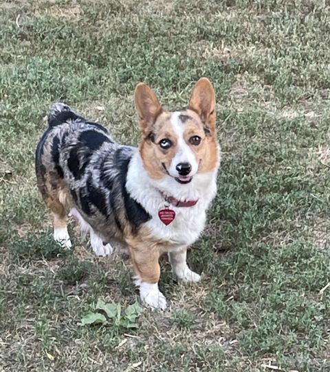 Lost Creek Corgis | Central Nebraska Corgi Breeder