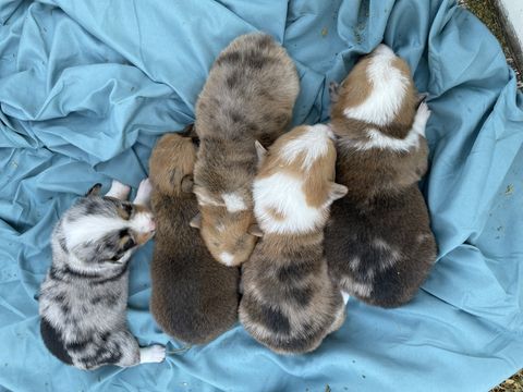 Lost Creek Corgis | Central Nebraska Corgi Breeder