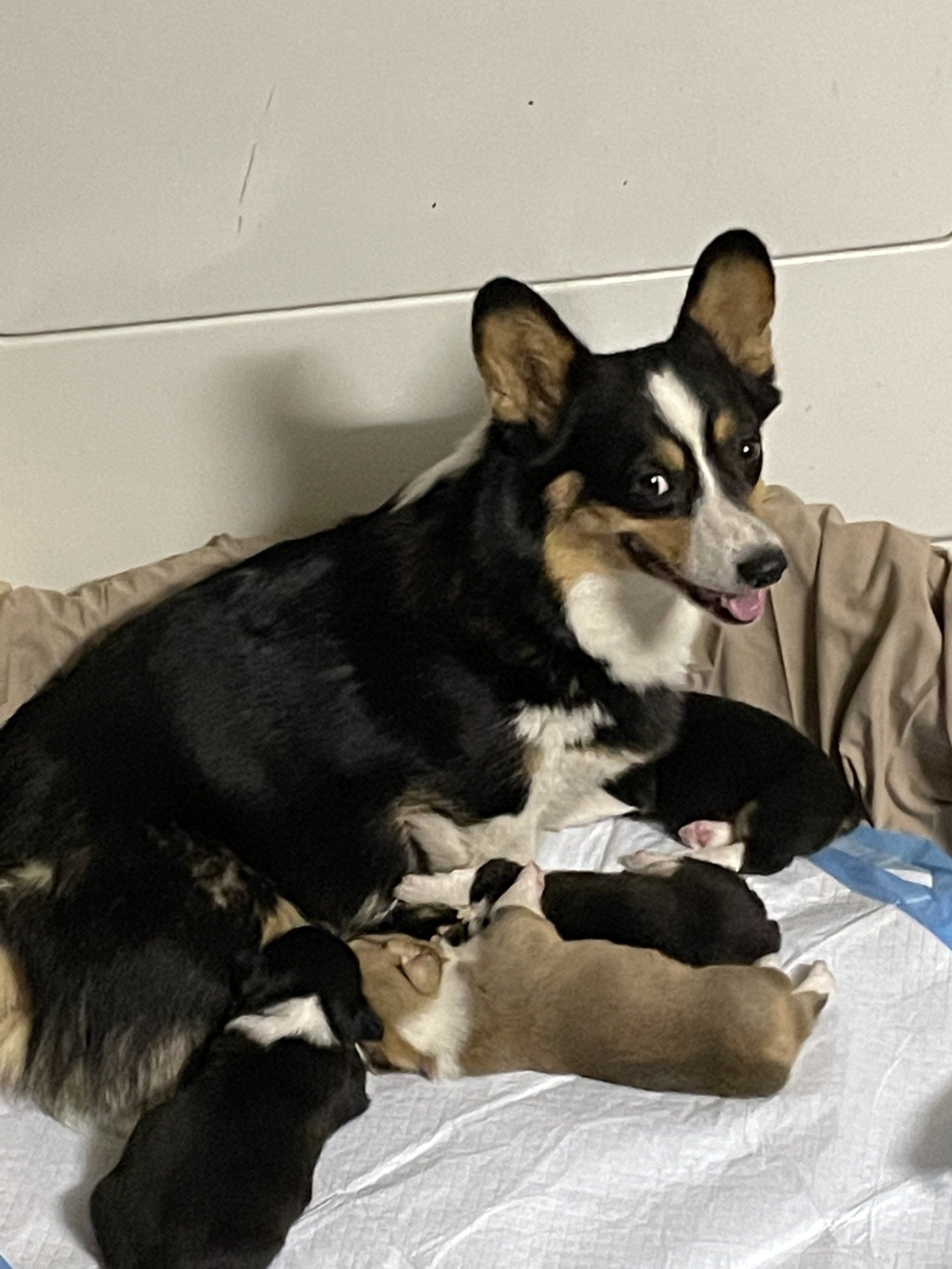 Lost Creek Corgis | Central Nebraska Corgi Breeder