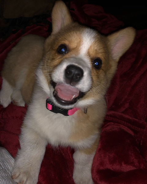 Lost Creek Corgis | Central Nebraska Corgi Breeder