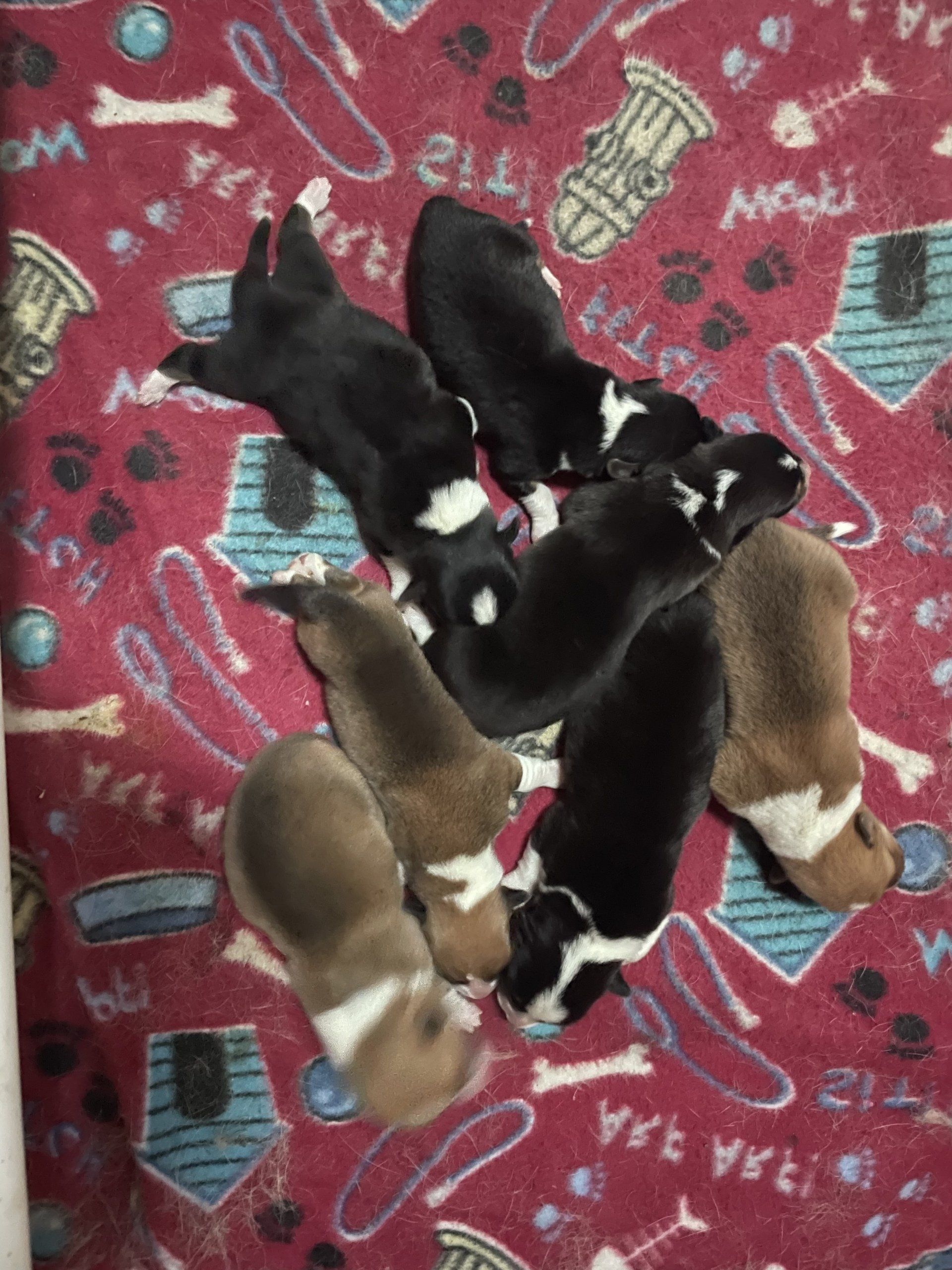 Lost Creek Corgis | Central Nebraska Corgi Breeder