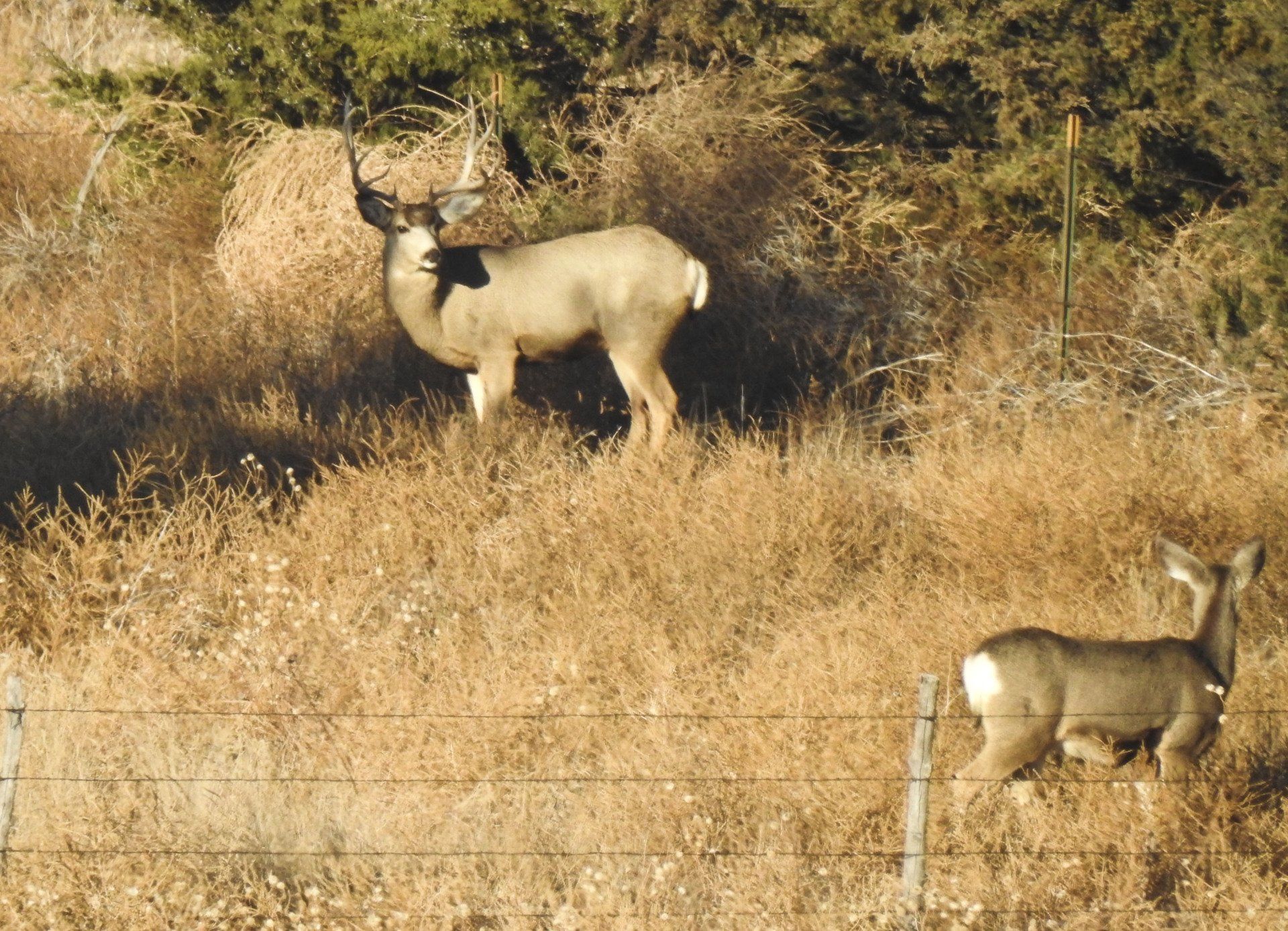 Deer Camp 2022