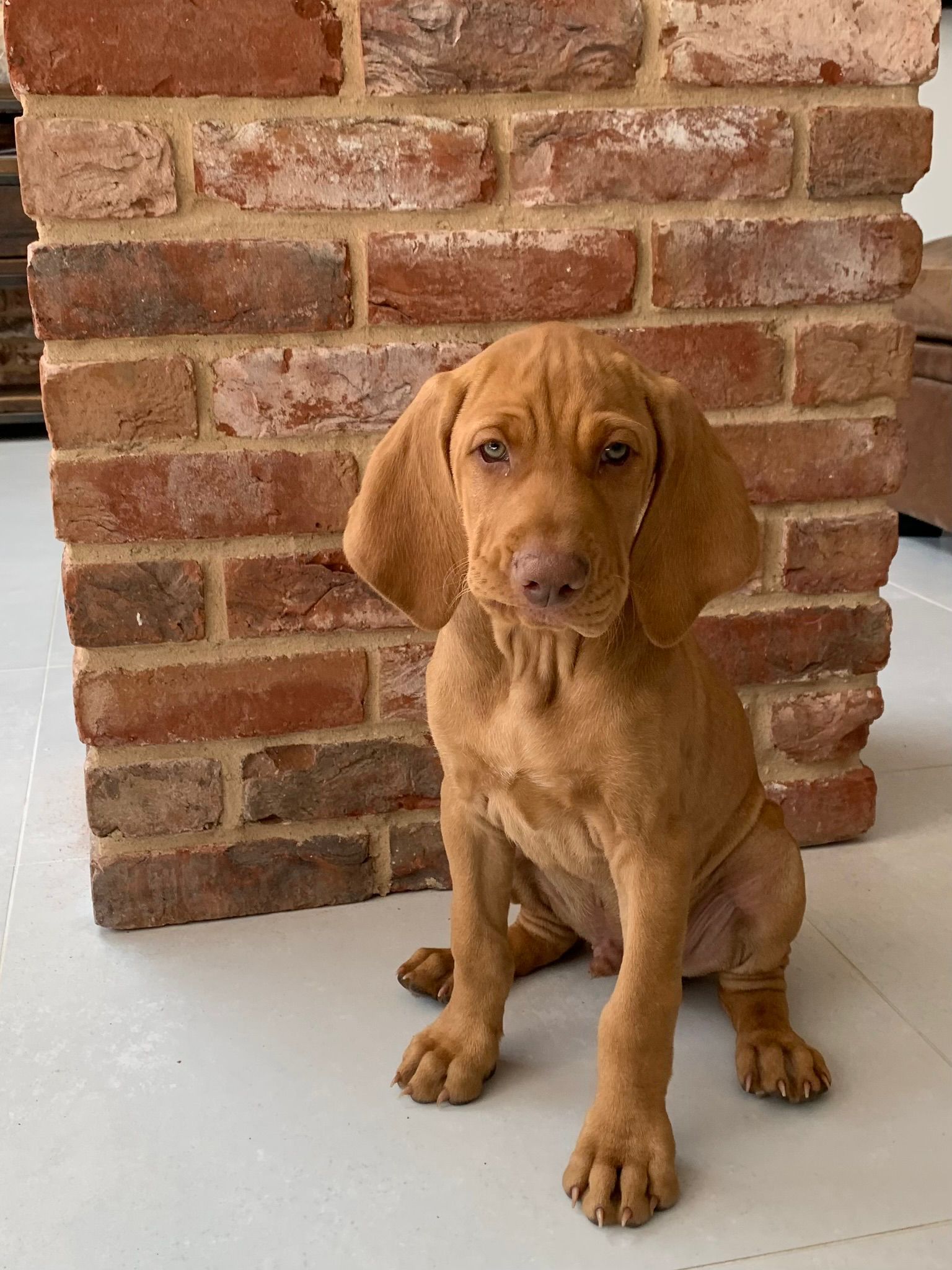 St Paws Training Academy | Ethical, welfare and science based dog training