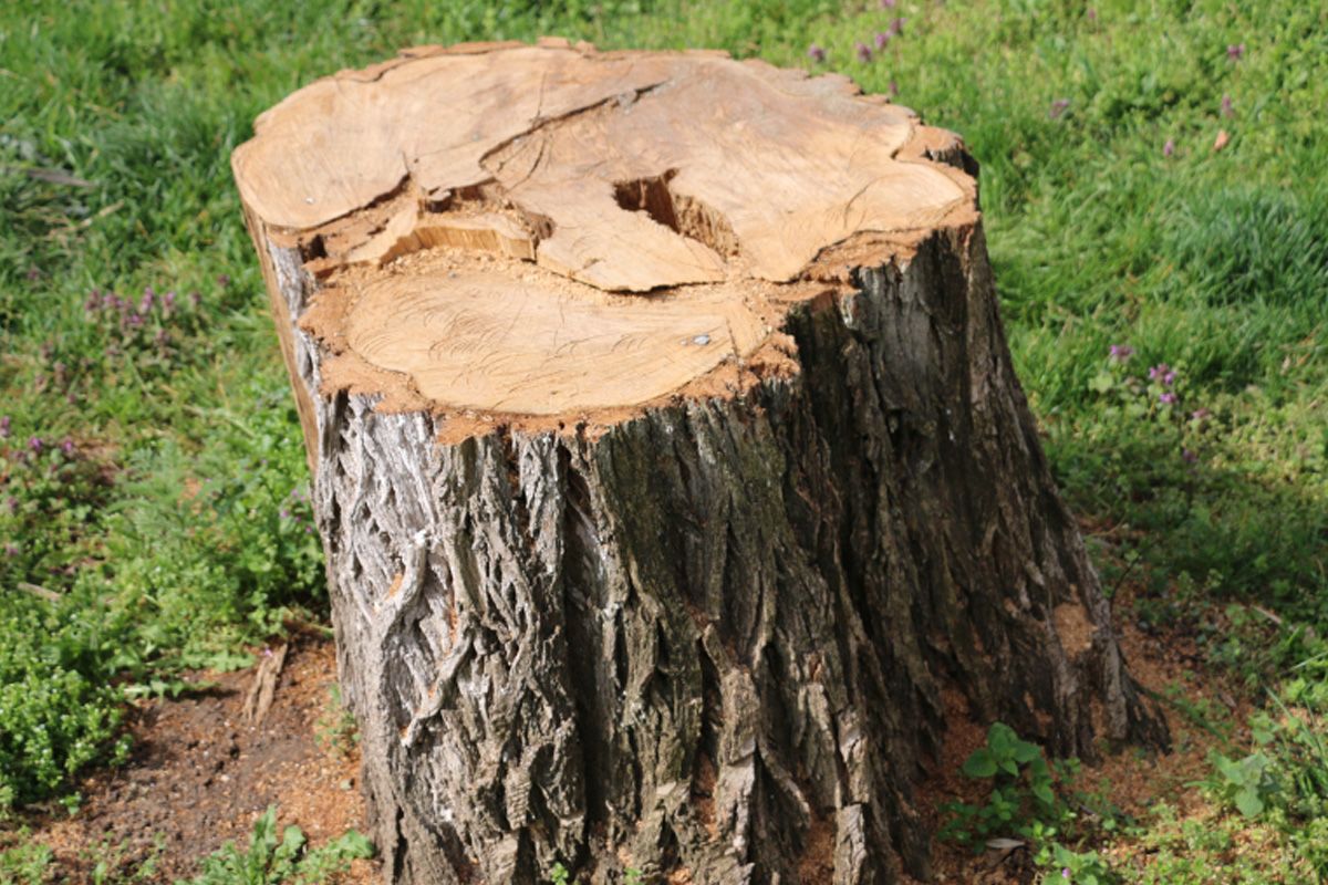 Tree Stump Removal | Walnut CA | Dump Rush LLC