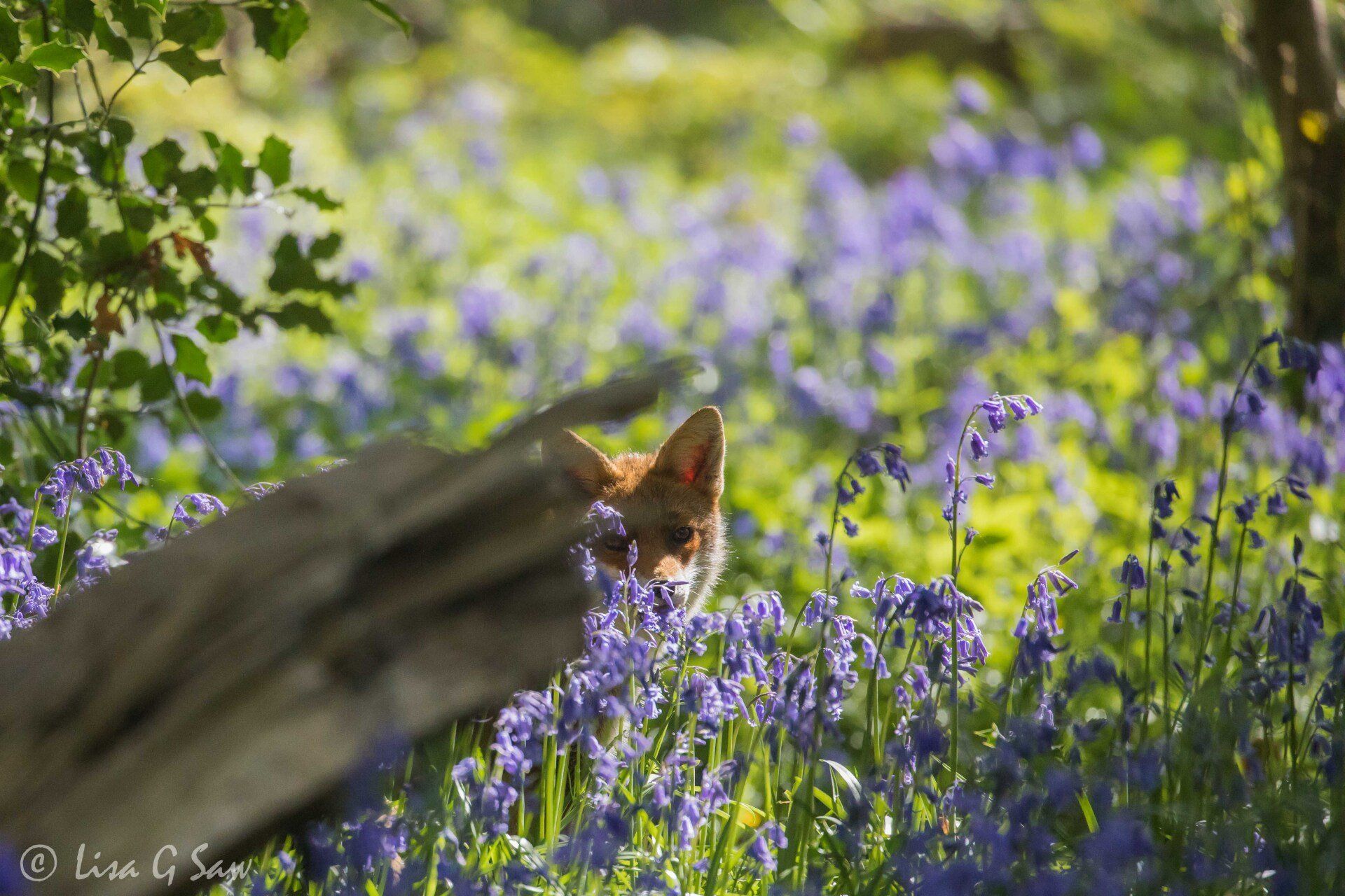 Photographing Bluebells - A Wander Through The Woods