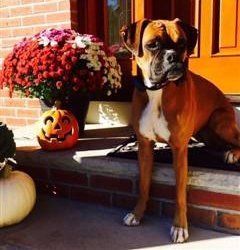 When a Boxer Dog Won't Listen