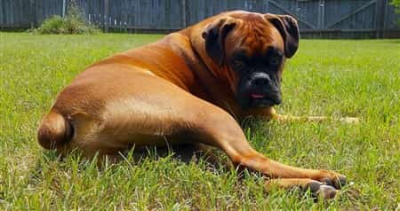 Boxer Dog Mast Cell Tumors