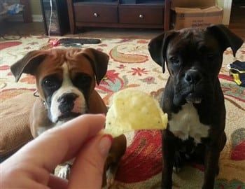 Boxer Dog Appearance | Puppy Through Adult