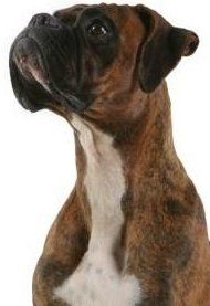 Boxer Dog Shedding | Detailed Information