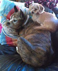 Senior Boxer Dog Care