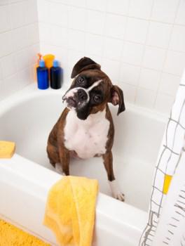 Boxer Dog Grooming | Coat, Teeth, Paws, Nails, Baths