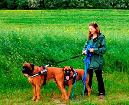 Boxer Dog Protection Training | IPO