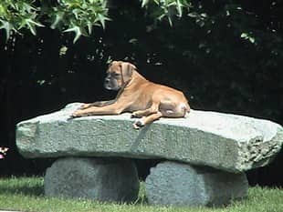 Boxer Dog Degenerative Myelopathy