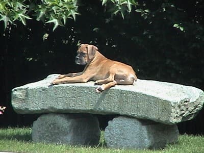 Boxer Dog Degenerative Myelopathy