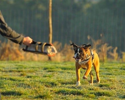 Training a Boxer Dog for Bite Work