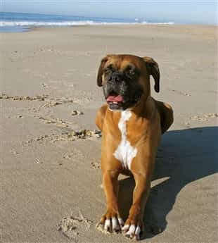 Boxer Dog Degenerative Myelopathy