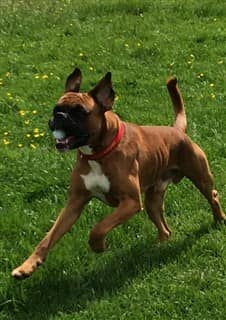 How to Train a Boxer Dog to Stop Jumping Up