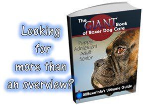 Boxer Information Center | Pregnancy