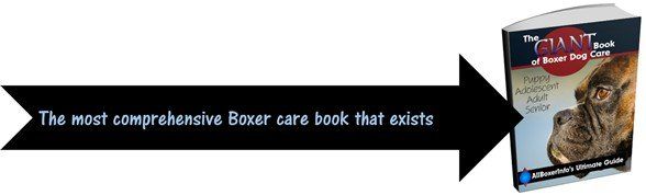 Boxer Dog Colitis | Signs, Treatments at Home, Supplements, Diet