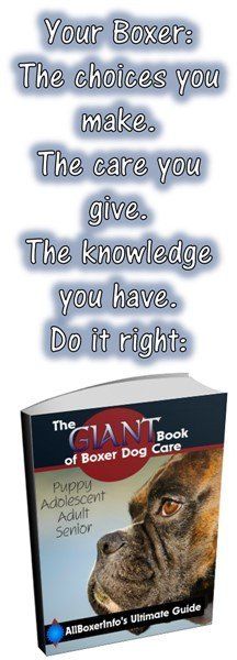 Boxer Dog Acne | Boxer Information Center