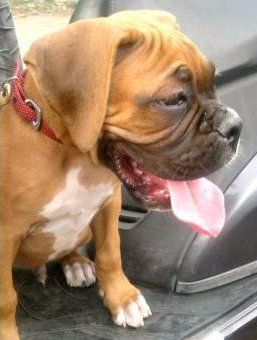 Boxer Dog Size | Breed Variances | Weight, Height, Structure