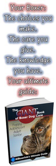 Boxer Dog Water and Drinking Issues