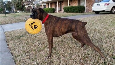 Boxer Dog Appearance | Puppy Through Adult