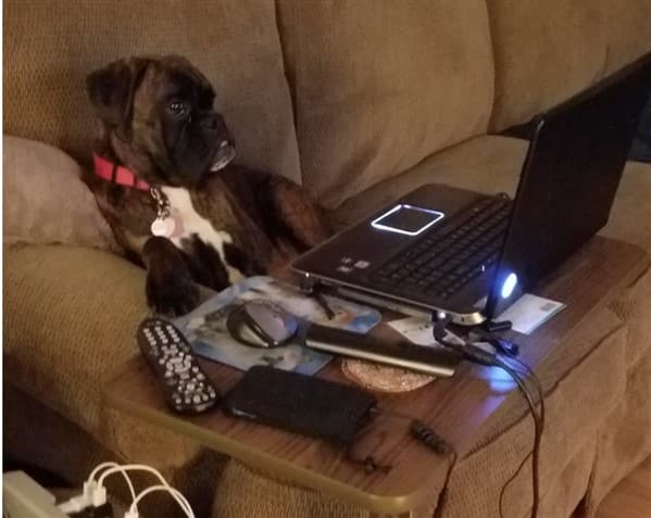 Boxer Dog Care | Top 10 Tips