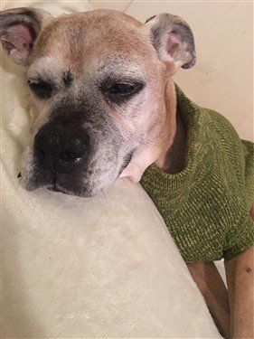 Boxer Dog Appearance | Puppy Through Adult