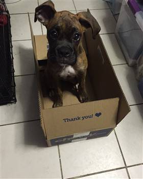 When a Boxer Dog Won't Listen
