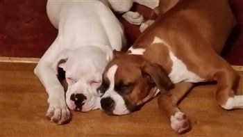 Boxer Dog Appearance | Puppy Through Adult