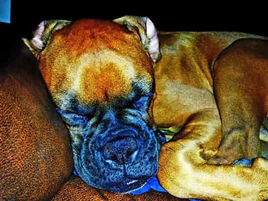 Boxer Dog Profiles