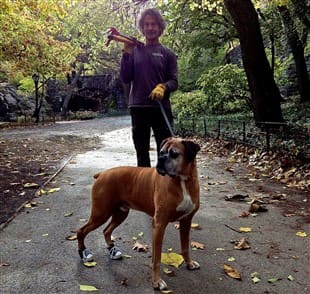 Boxer Dog Degenerative Myelopathy