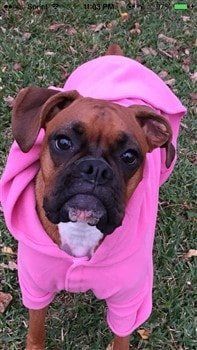 Boxer Dog Clothing | Why It's Needed and Great Options