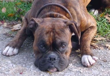 Boxer Dog Appearance | Puppy Through Adult