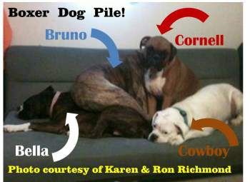 Boxer Dog Behavior | Problems, Training, Age Affects