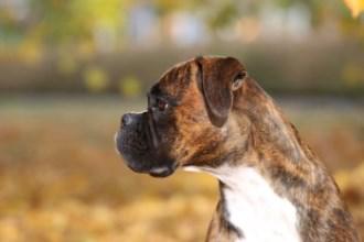 Boxer Dog Health Problems | Problems for this Breed
