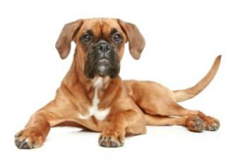 Boxer Dog Heat Cycles | The Female Boxer