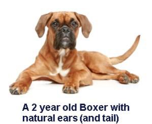 Boxer Dog Ear Cropping | Price | Age | Standards