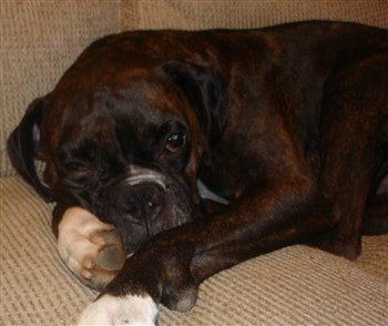 Boxer Dog Colors | The Boxer Dog Information Center
